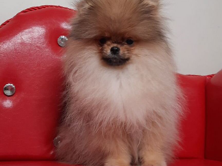 Малыши карандаши