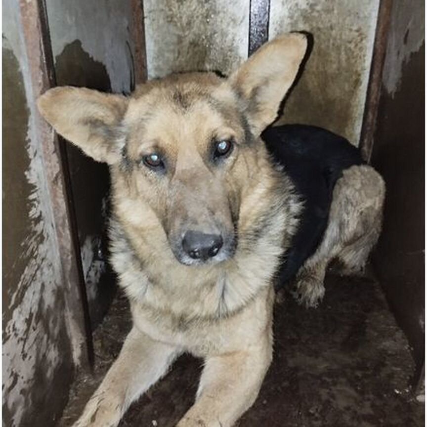 Собаки в добрые руки)