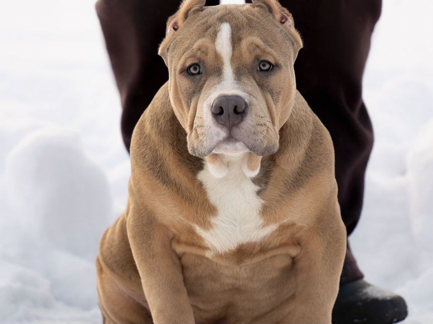 Американский булли покет