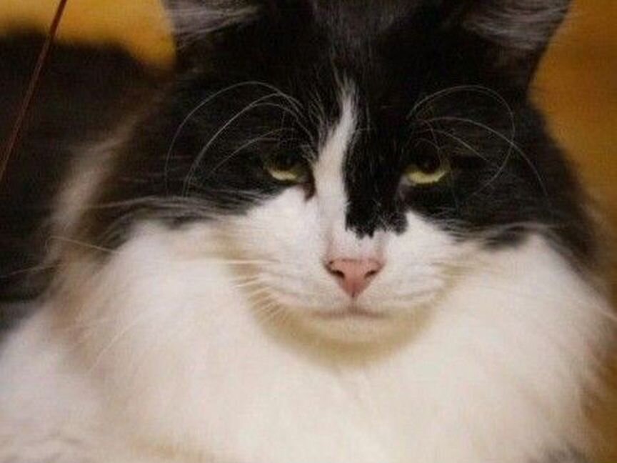 Султан- невероятный кот, который ждёт именно вас