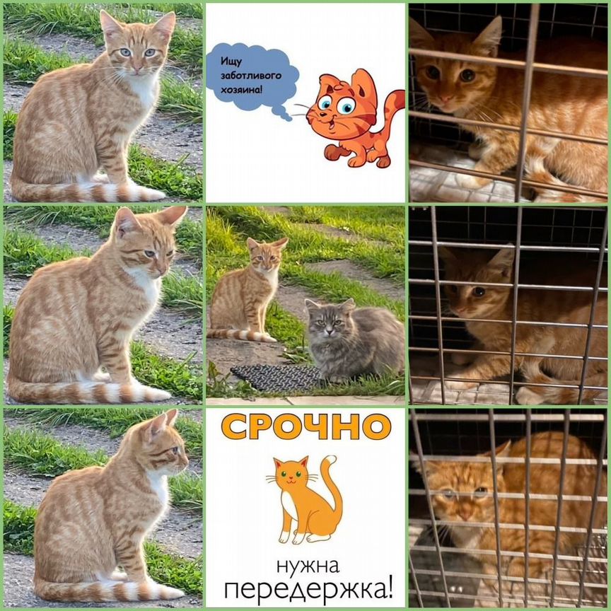 Рыжий котенок в добрые руки