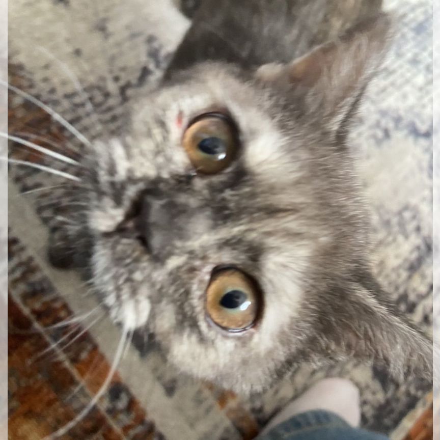Шотландская кошка бесплатно