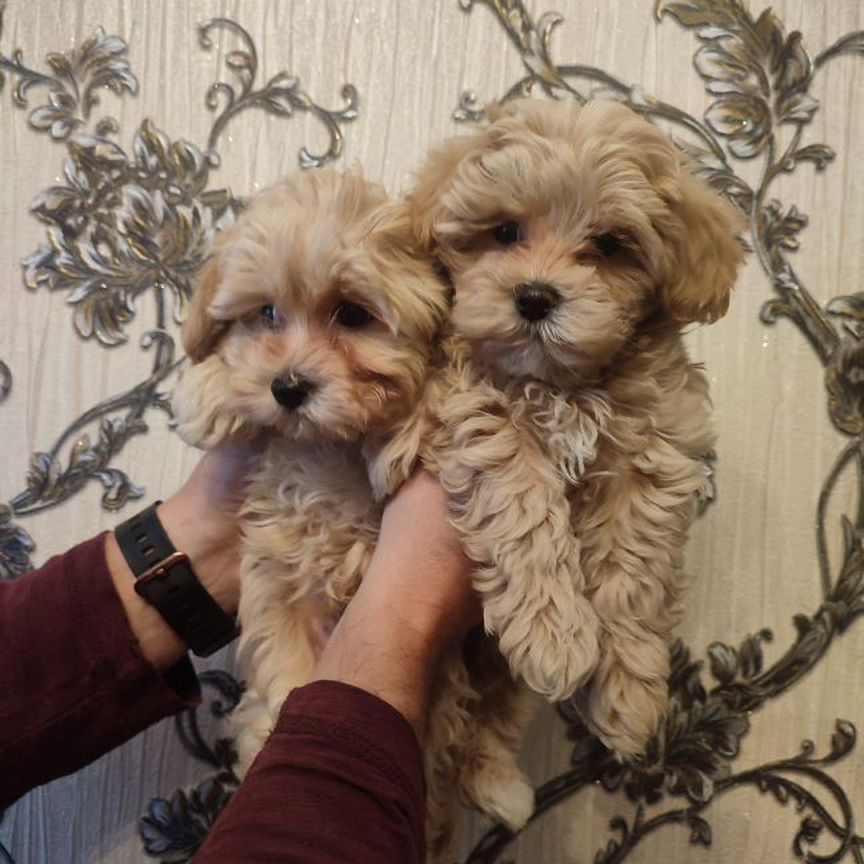 Девочки мальтипу f1