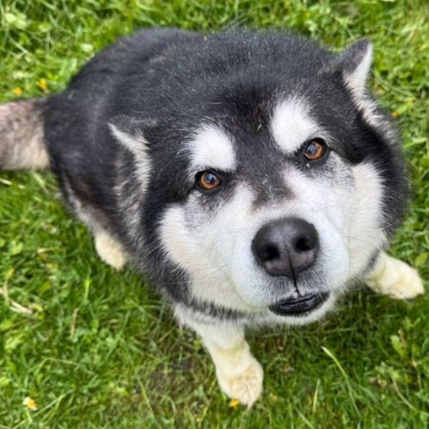 Аляскинский маламут, взрослая собака