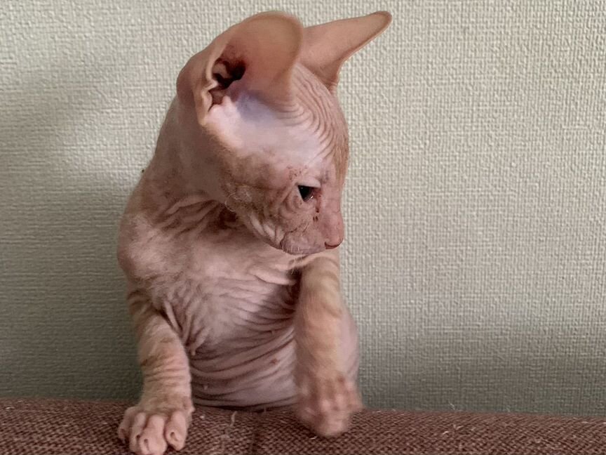 Донской сфинкс