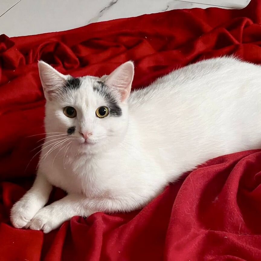 Котенок девочка Монро в добрые руки