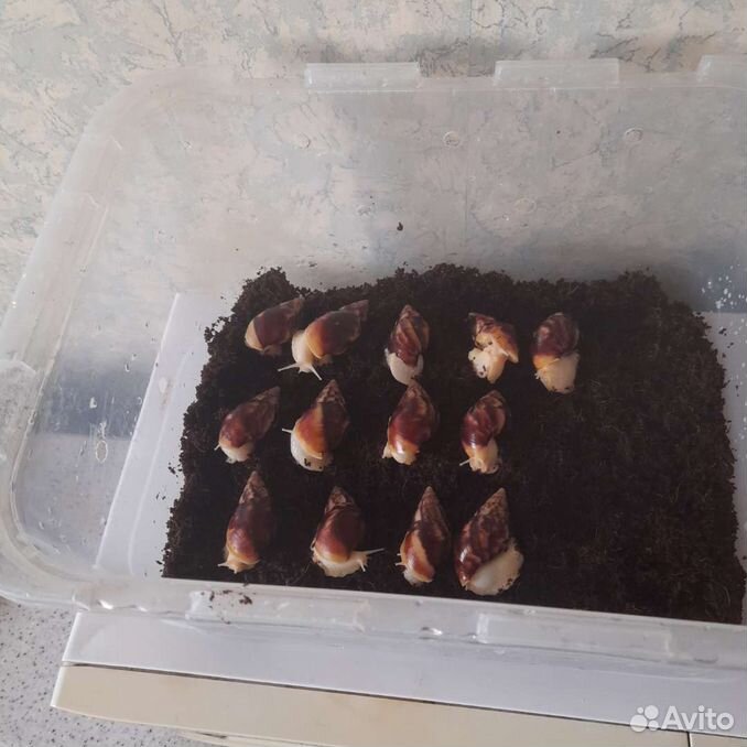 Отдам улиток Ахатин