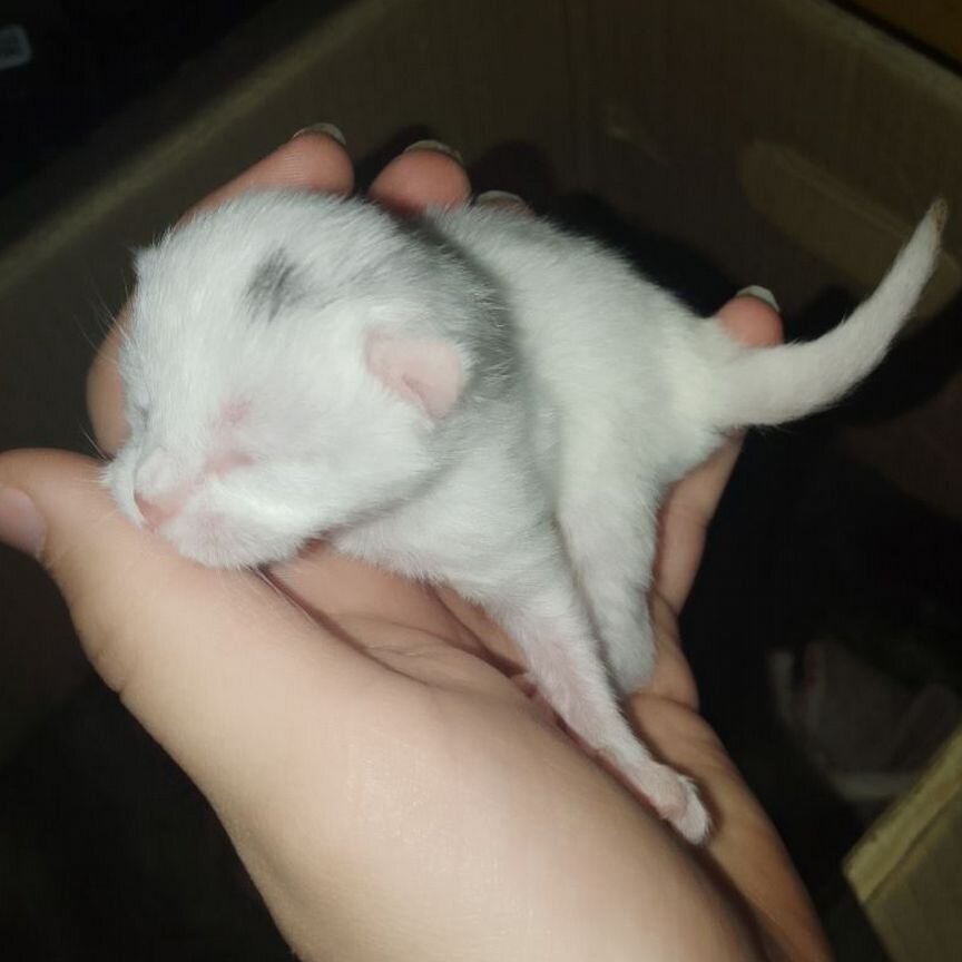 Котёнок в добрые руки