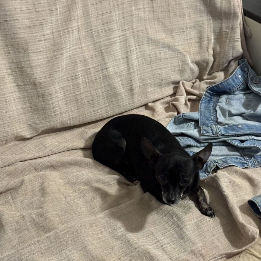 Отдадим в добрые руки