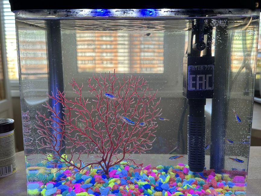 Аквариумные рыбки