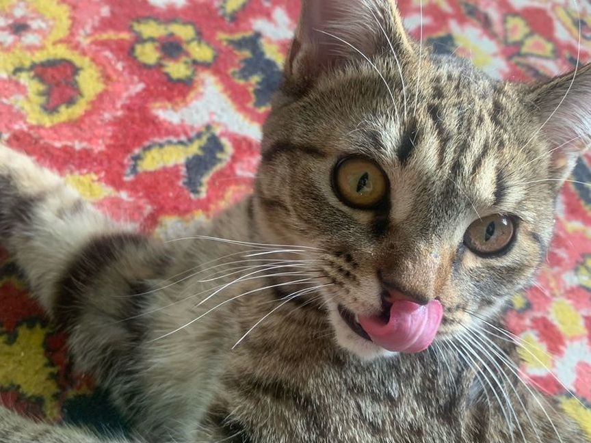 Европейские трехцветный кот и кошка