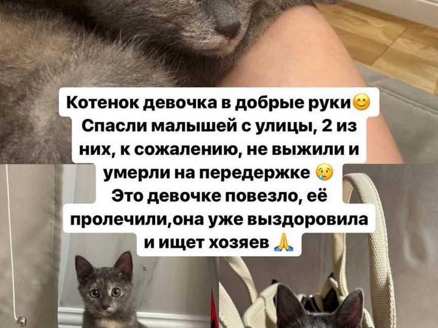 Кошки котята трехцветные