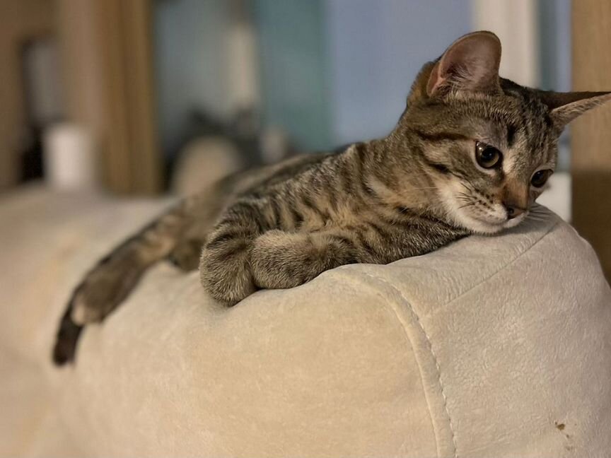 Котенок девочка 4,5 мес