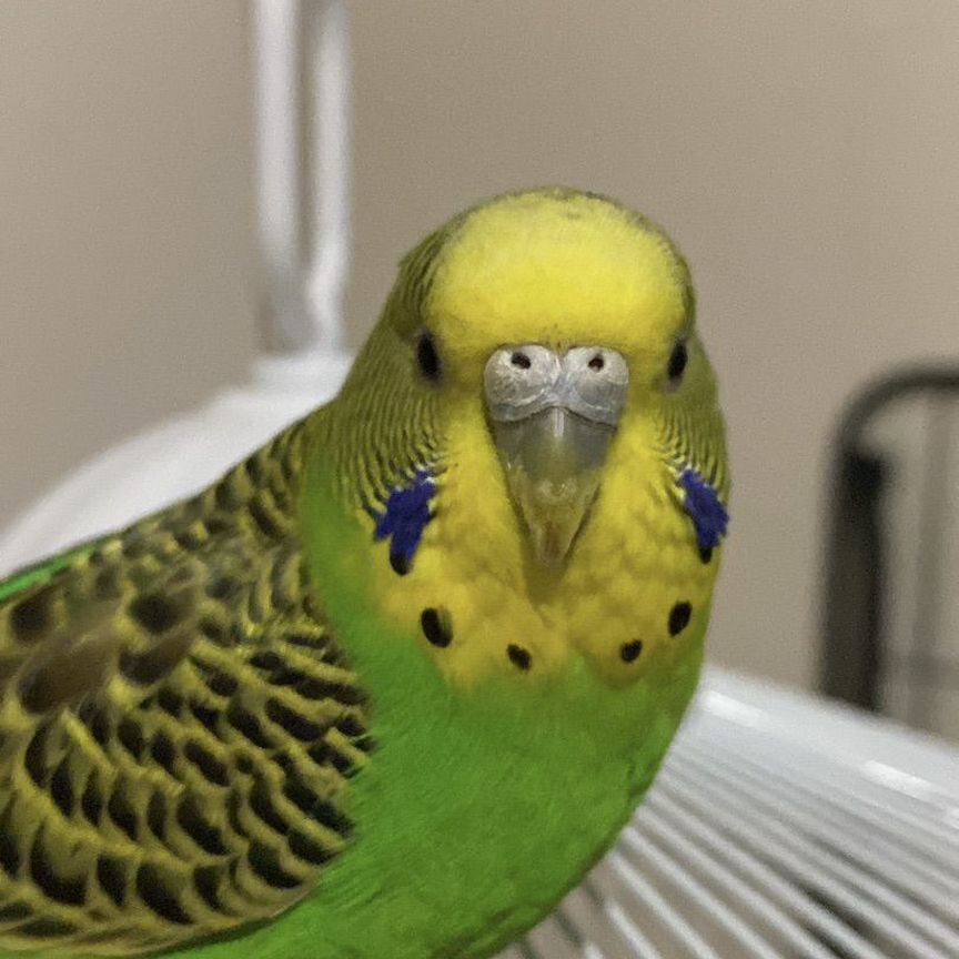 Волнистый попугай с клеткой и всеми плюшками