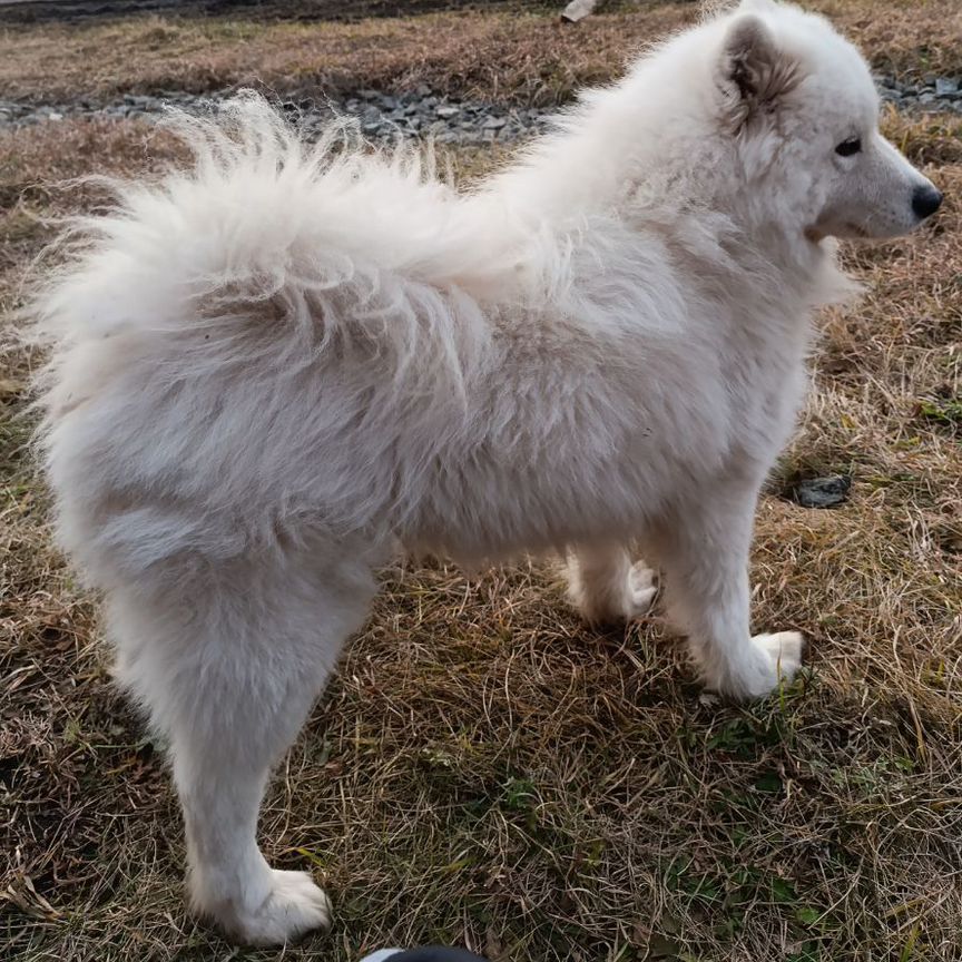 Самоедская собака, взрослая