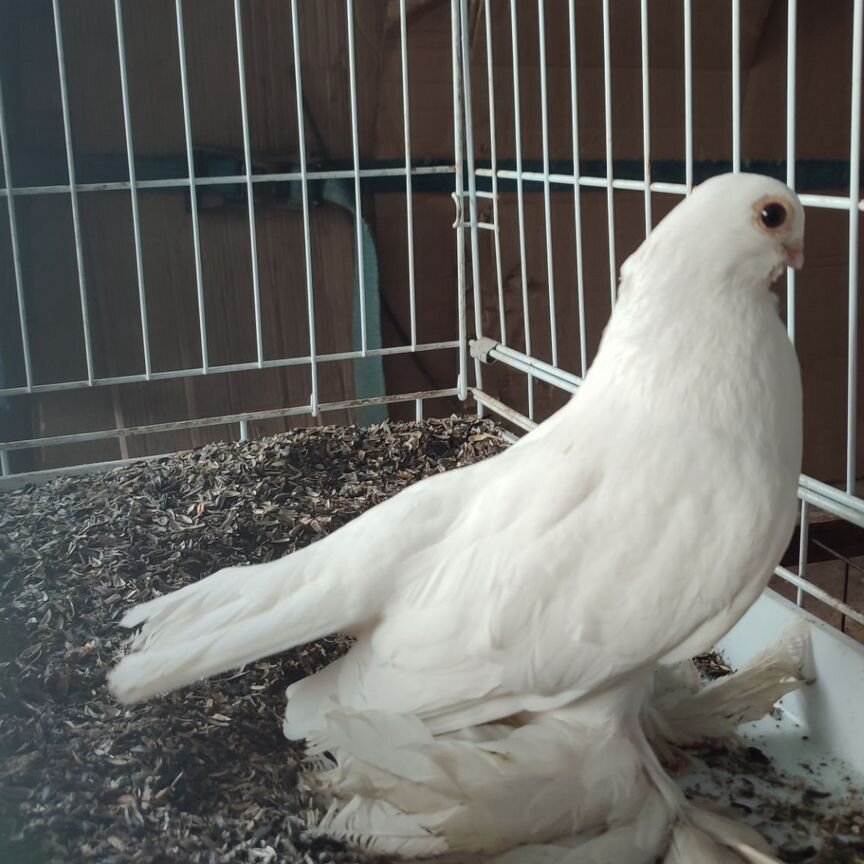 Голубь белый уральский