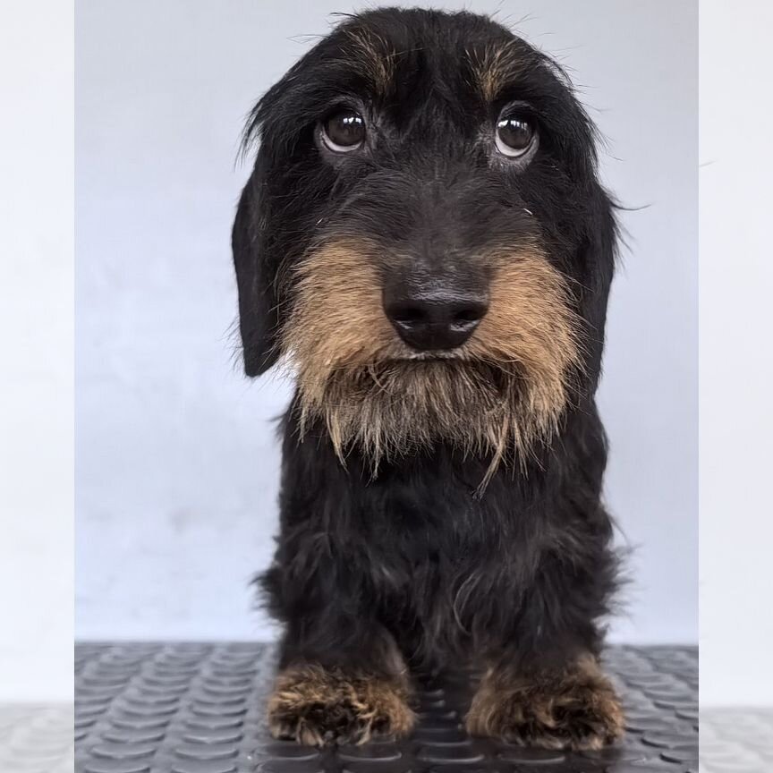 Кроличья такса, щенок