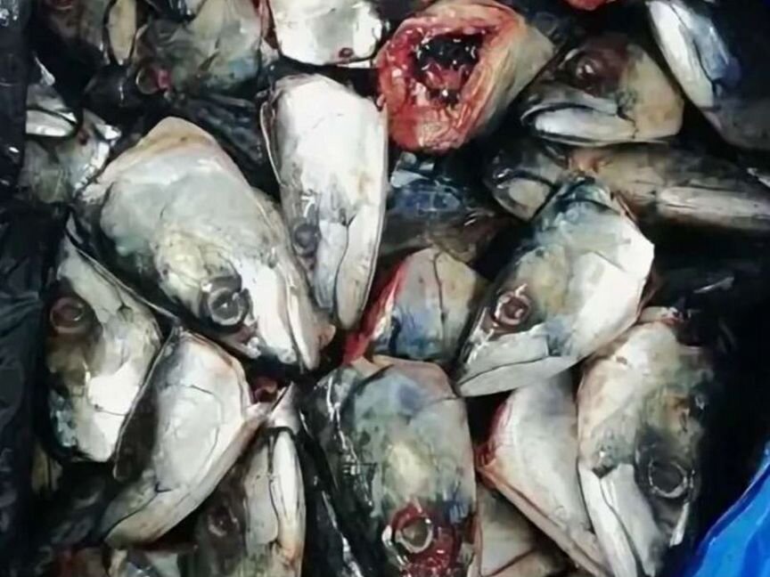 Рыбные головы и рыба