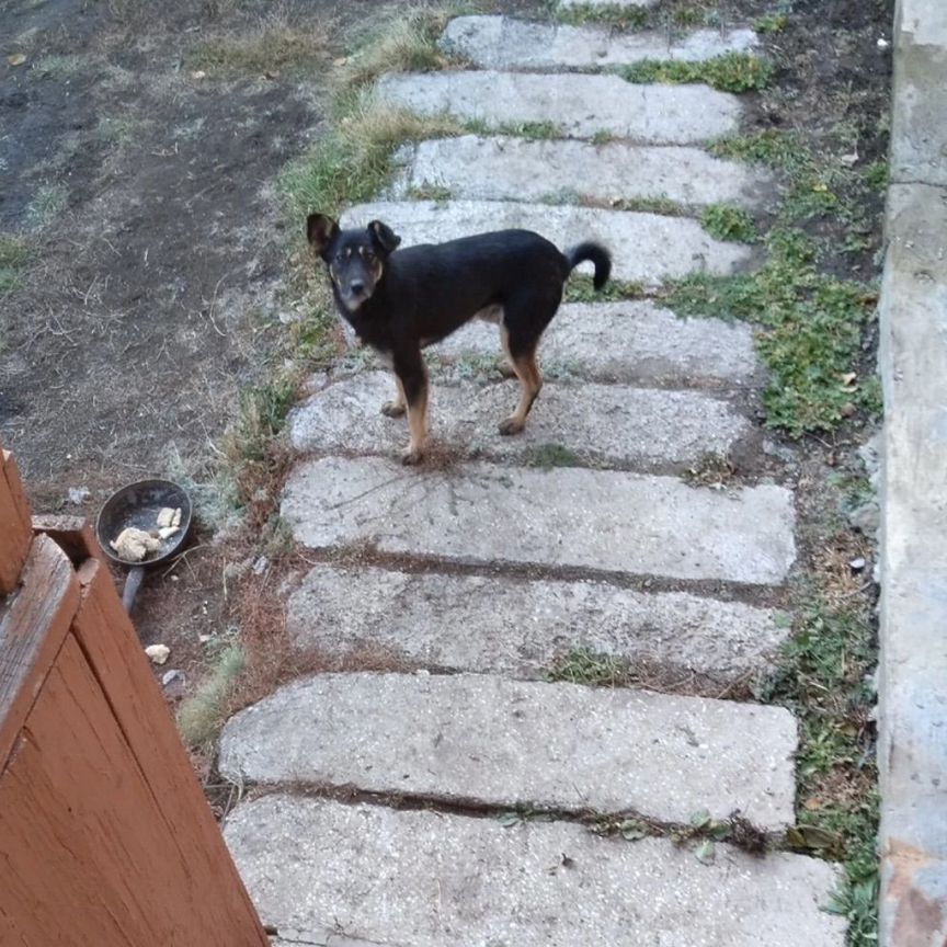 Щенок мальчик в добрые руки