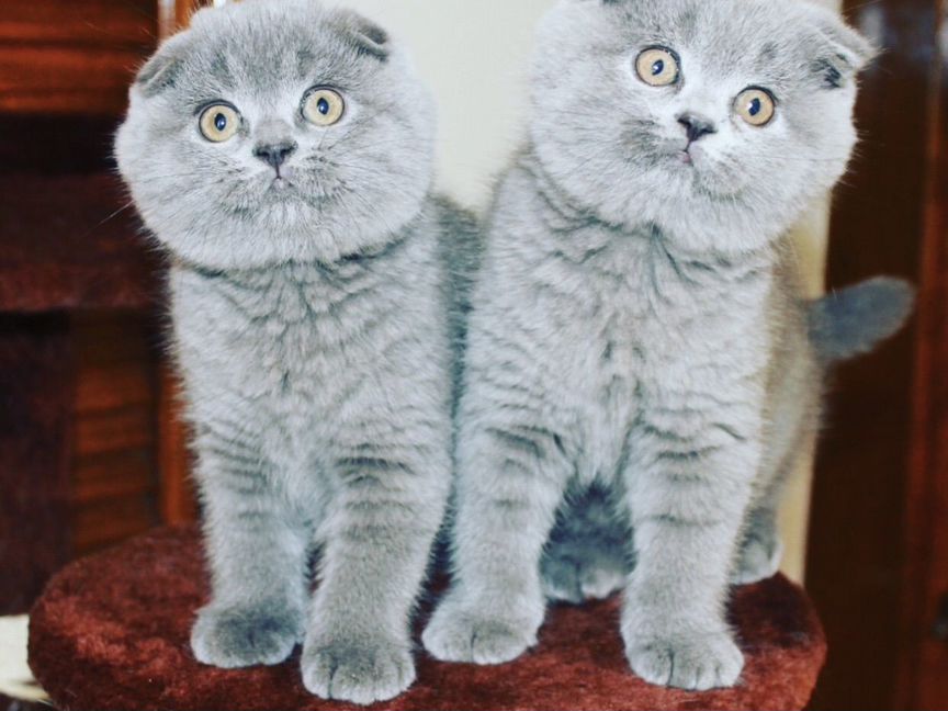 Шотландские котята голубого и лилового окраса