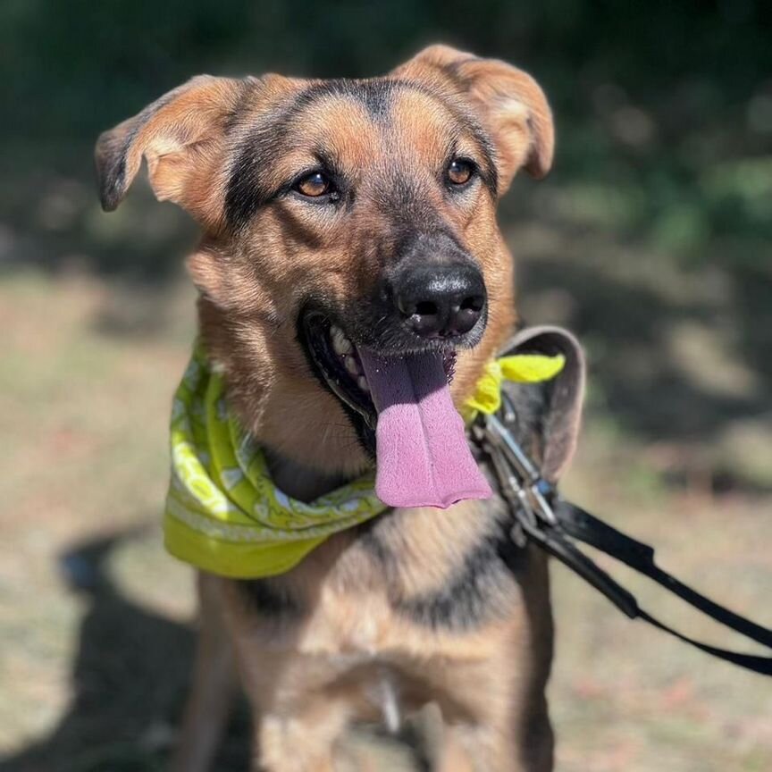 Флора собака из приюта Некрасовка