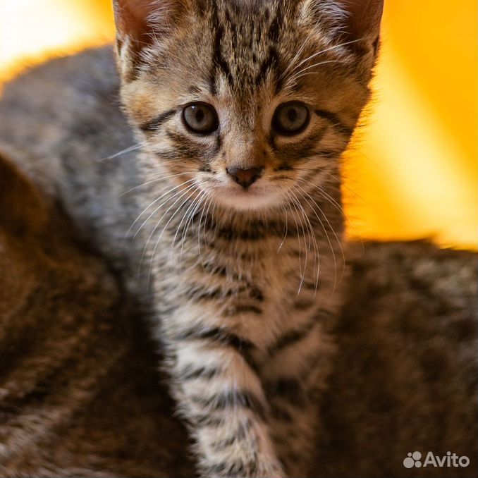 Отдам очень милого котёнка
