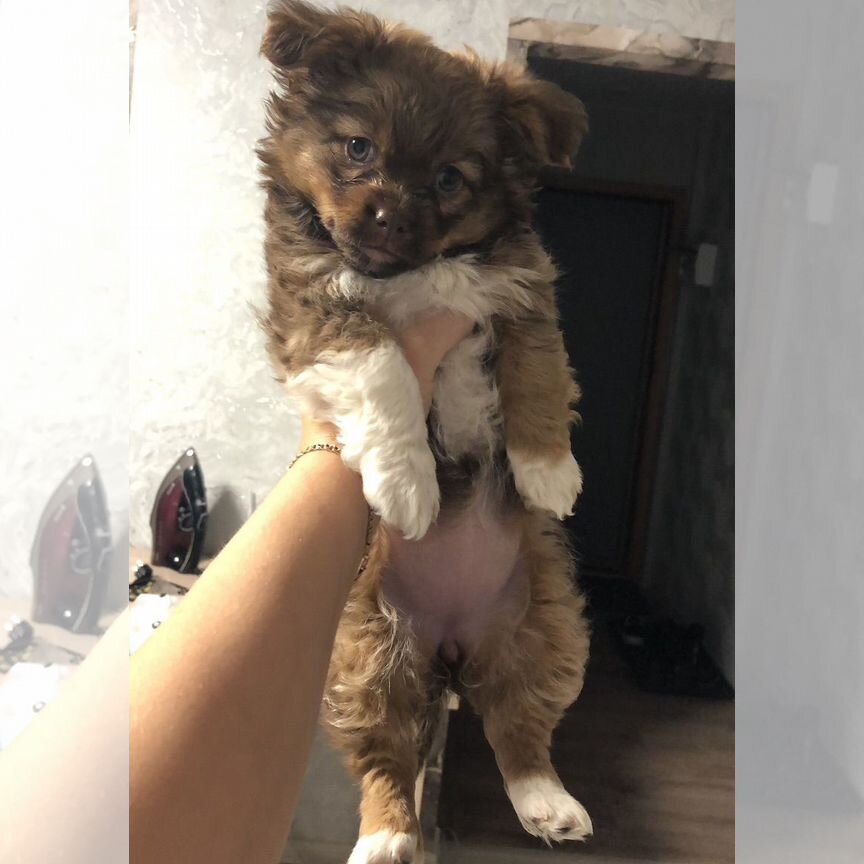 Померанский шпиц, щенок