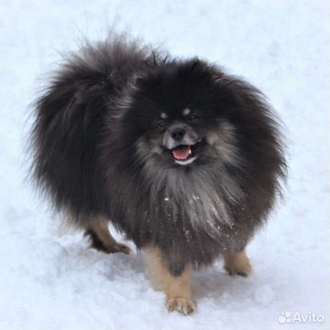 Шпиц мальчик, подросток