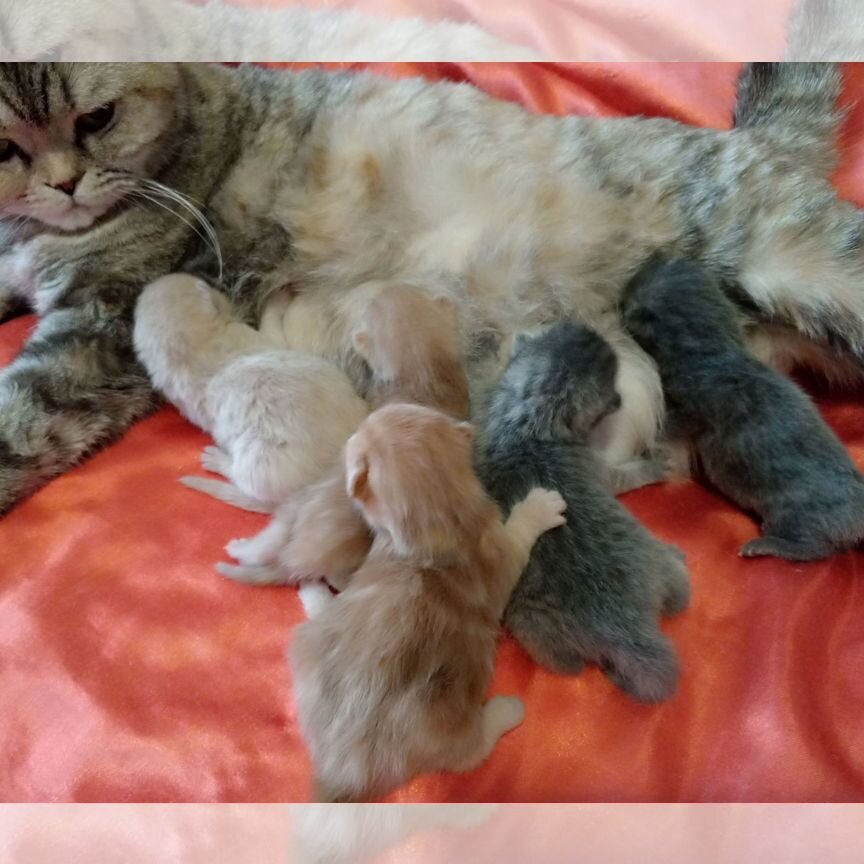 Шотландские чистокровные котятки фолд и страйт
