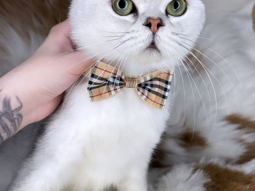 Шикарный котик с изумрудными глазами