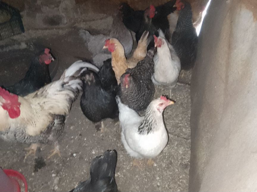 Курочки несушки доминанты