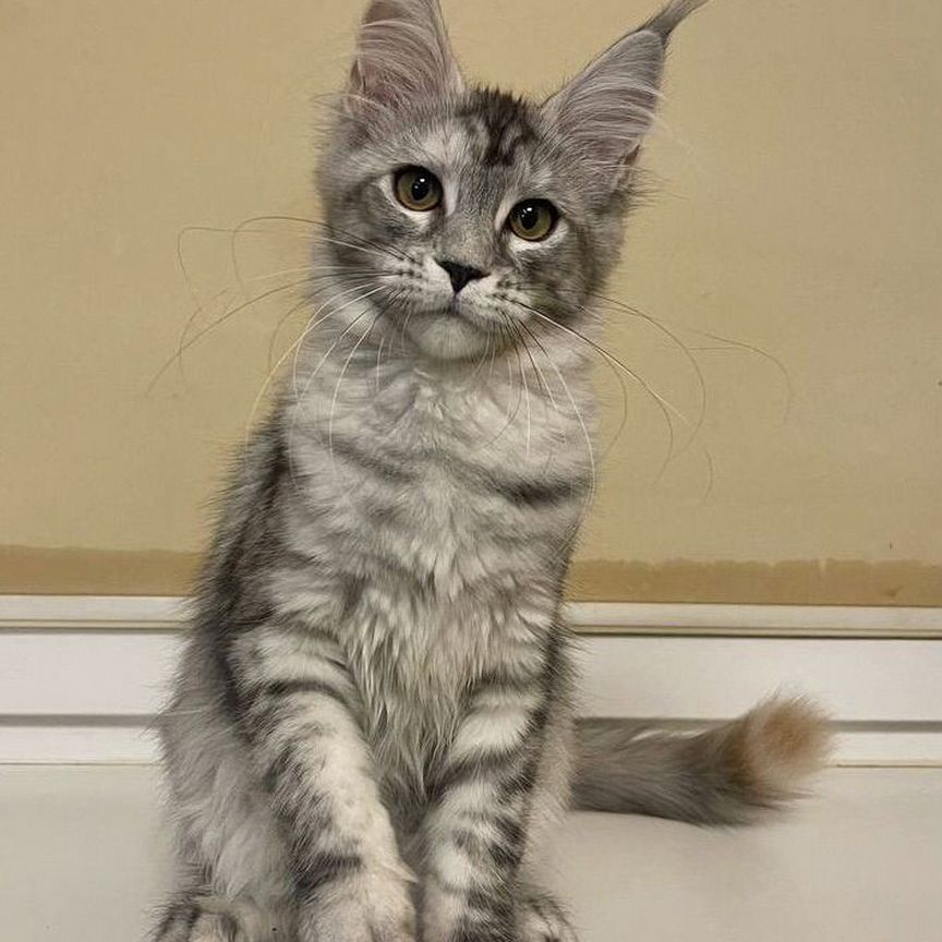 Мейн-кун котёнок