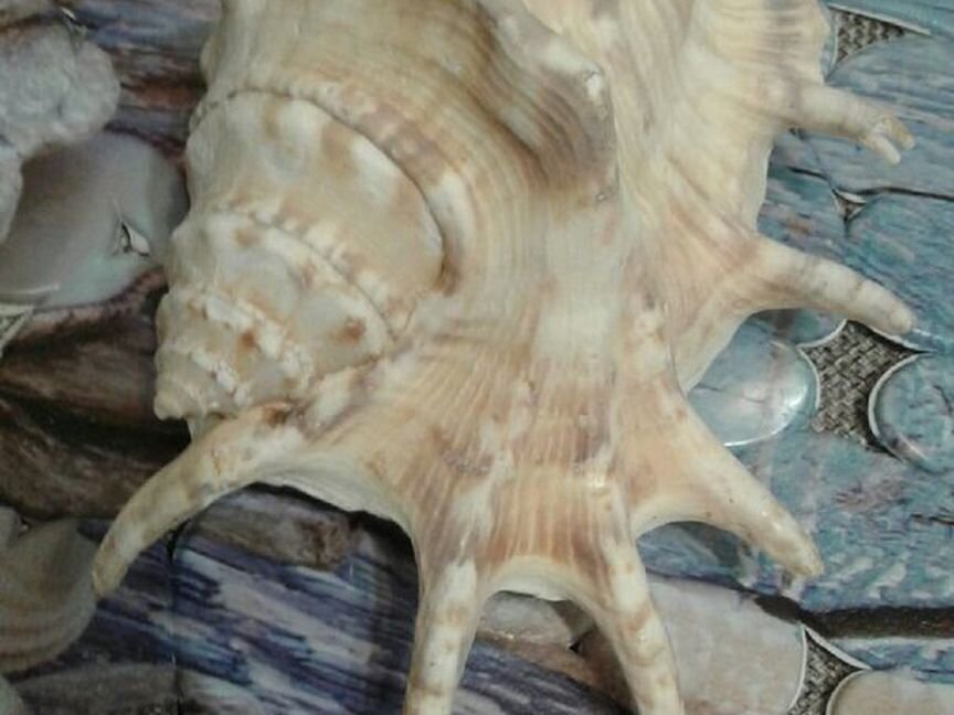Морские раковины. 2штуки