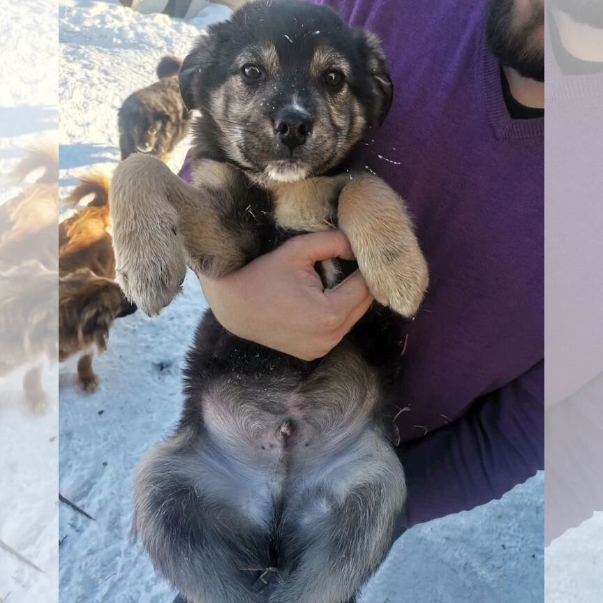 Щенок в добрые руки