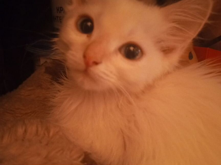 Котята