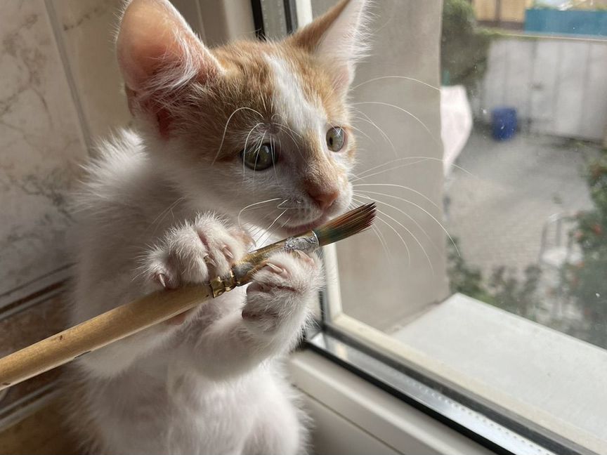 Котята в добрые руки приучены к лотку