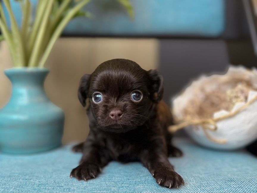 Чихуахуа длинник мини мальчик