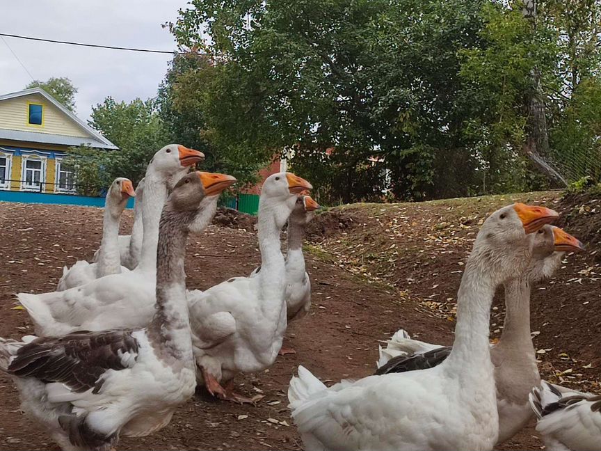 Холмогорские гуси