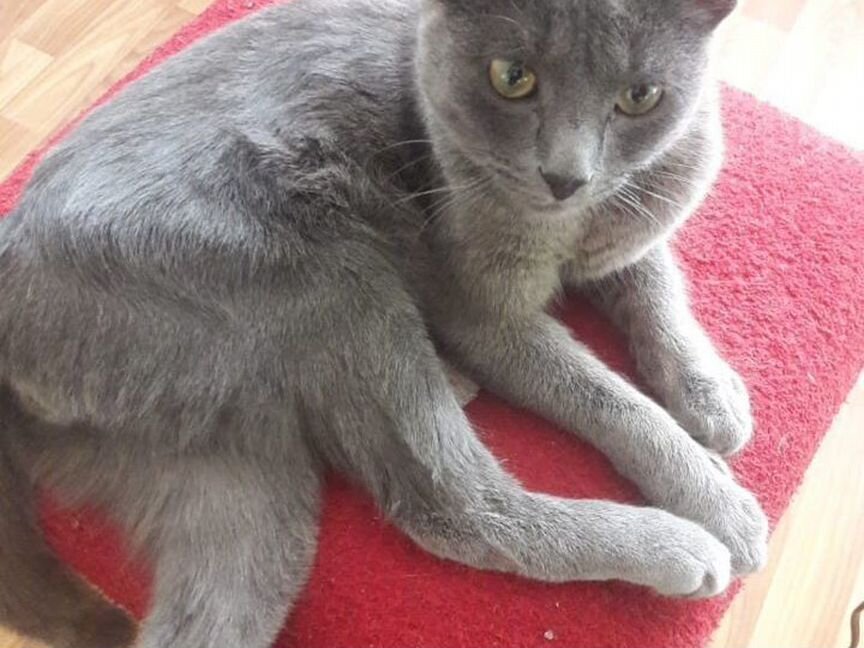 Кот
