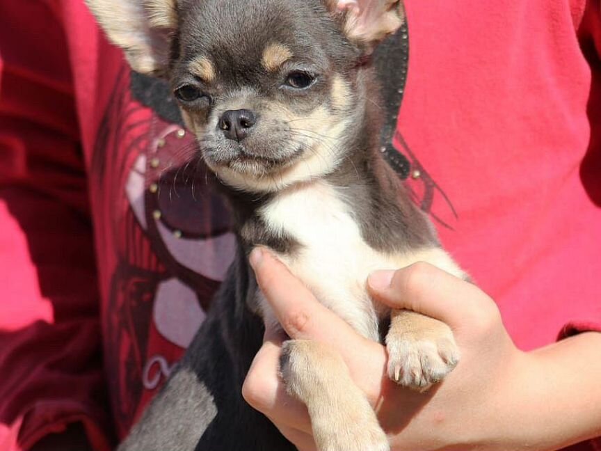 Чихуахуа мальчик мини