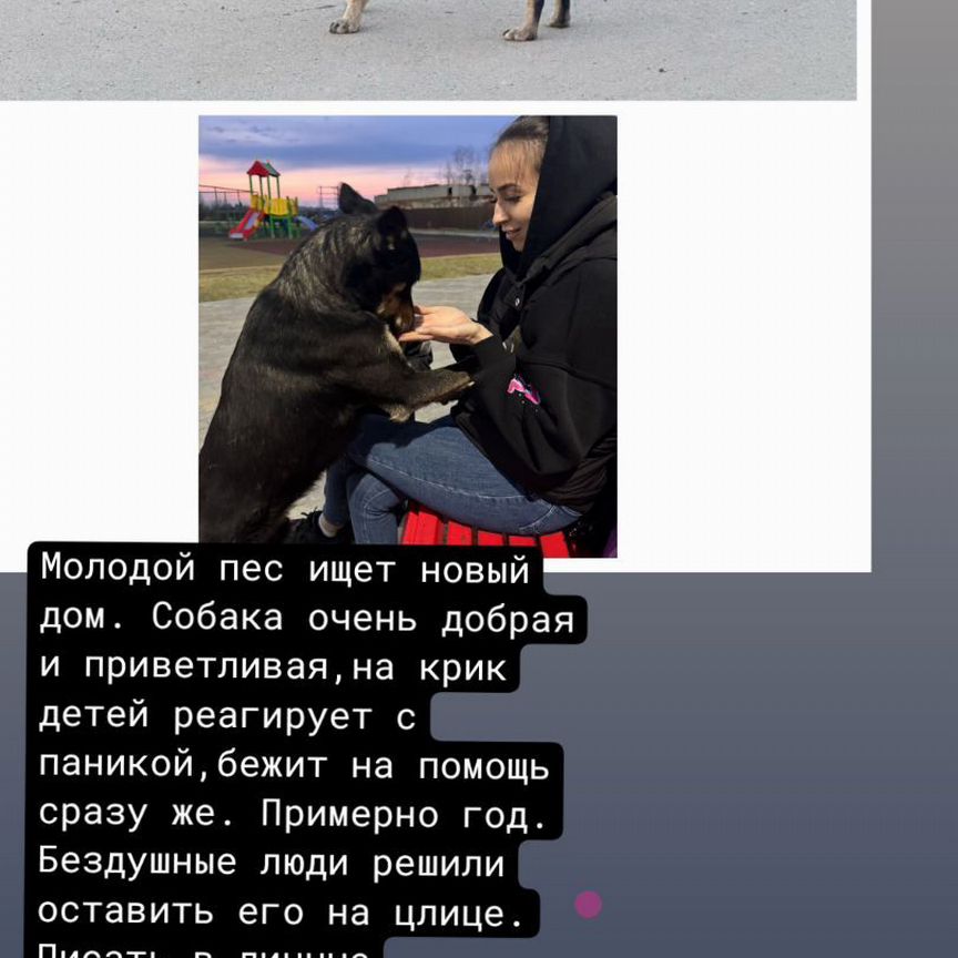 Молодой пёс в добрые руки
