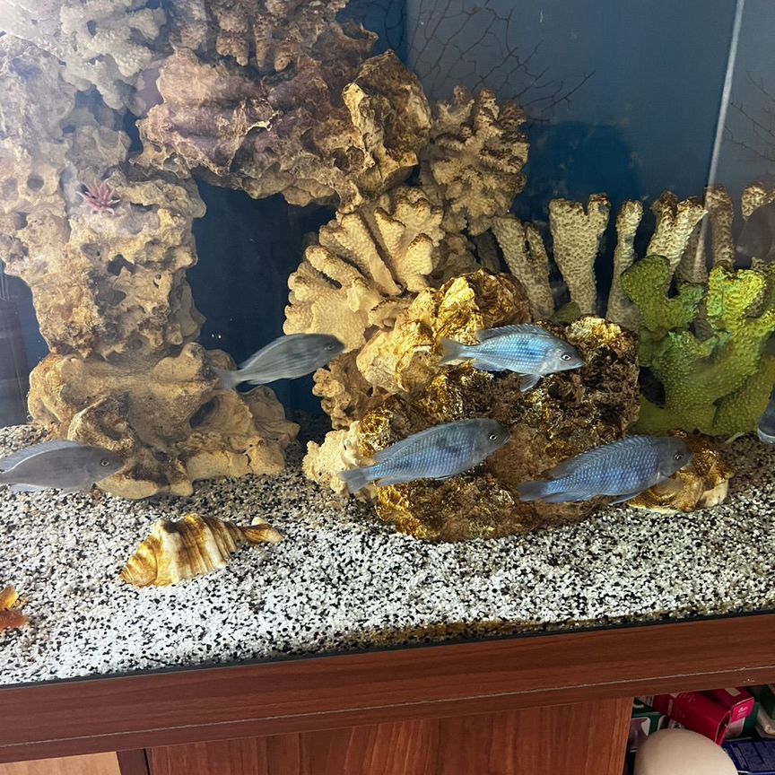 Дельфины подростки