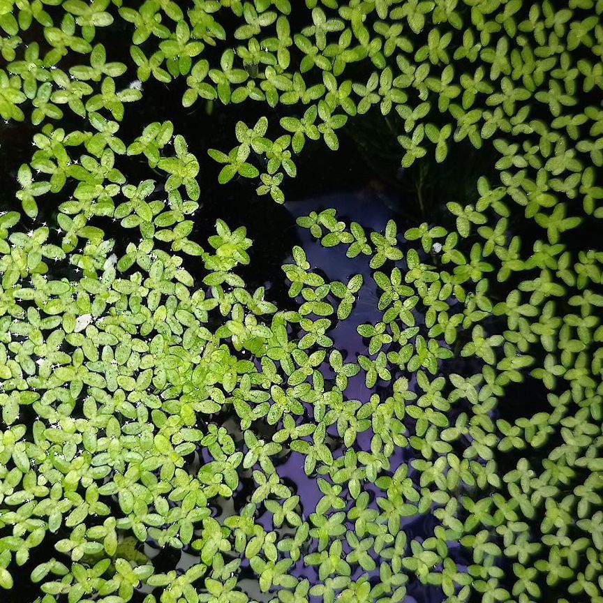 Отдам ряску