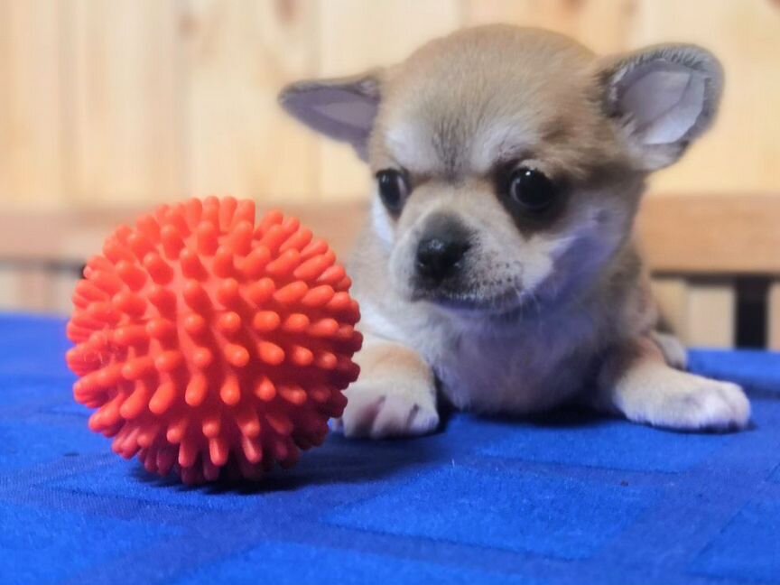 Чихуахуа мальчик