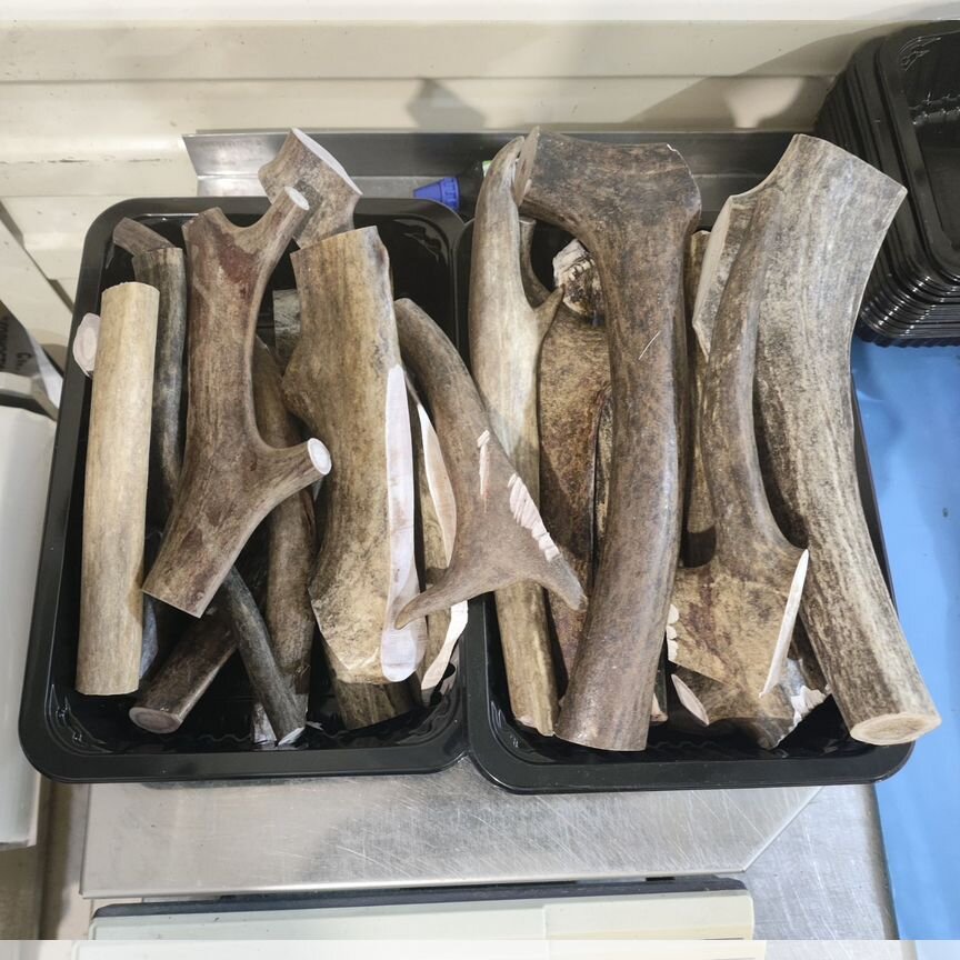 Свежее оленьи рога для собак — натуральное