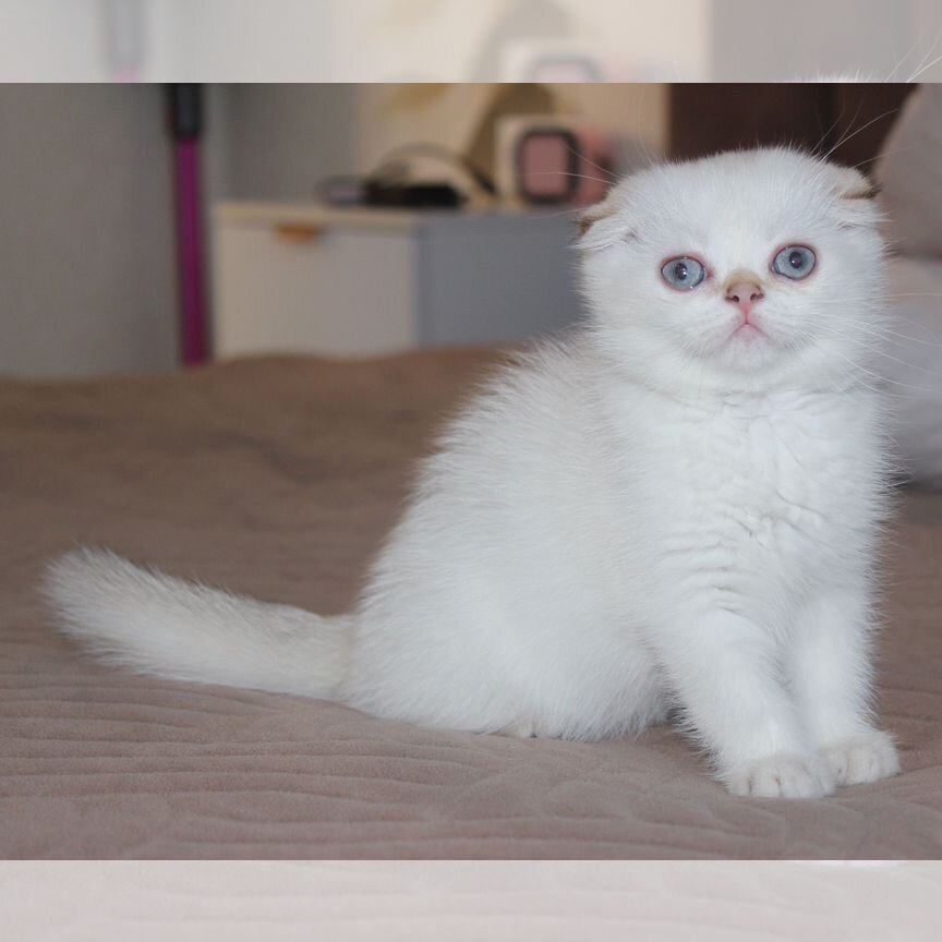 Шотландский вислоухий короткошёрстный котёнок