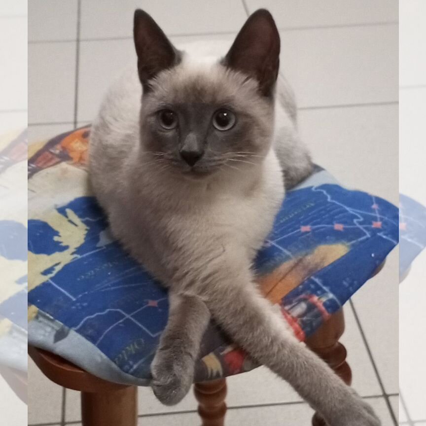 Тайские котята