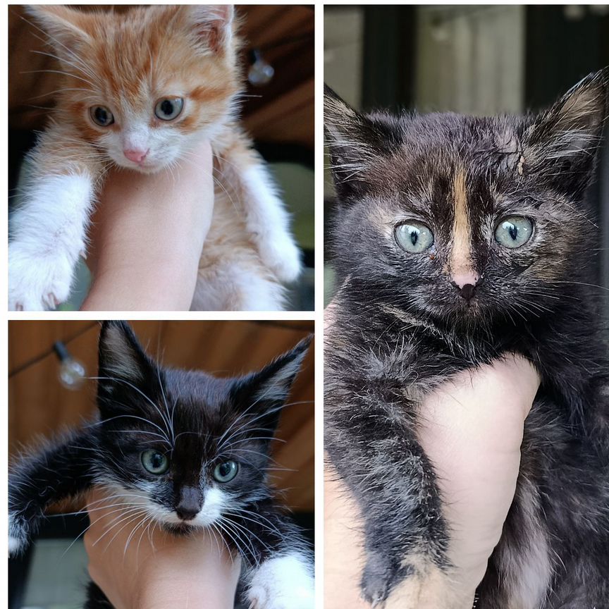 Котята в добрые руки бесплатно