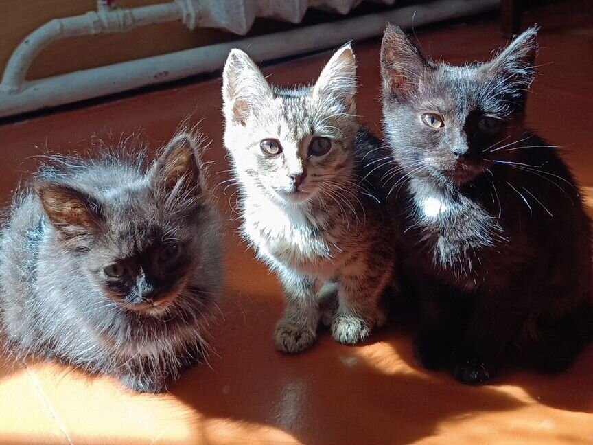 Котята в добрые руки бесплатно