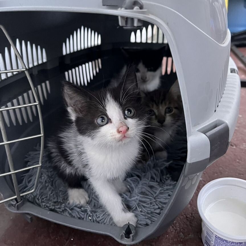 Котятки в добрые руки
